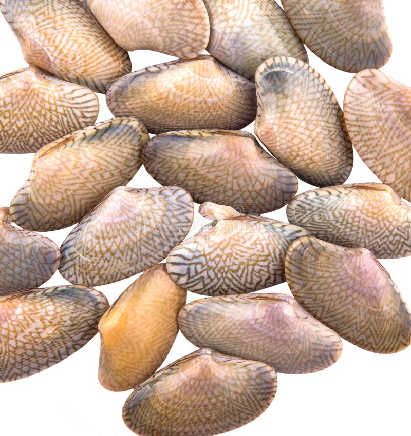 Soft Shell Clams VII stock image. Image of shell, fine - 40563023