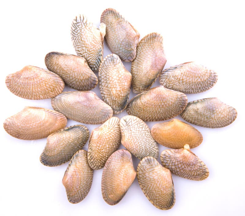 Soft Shell Clams Ix Stock Photos - Free & Royalty-Free Stock Photos ...