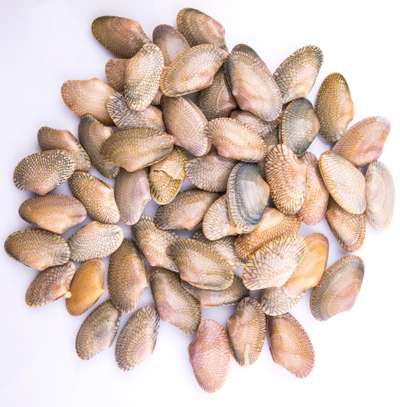 Clams Xi Stock Photos - Free & Royalty-Free Stock Photos from Dreamstime
