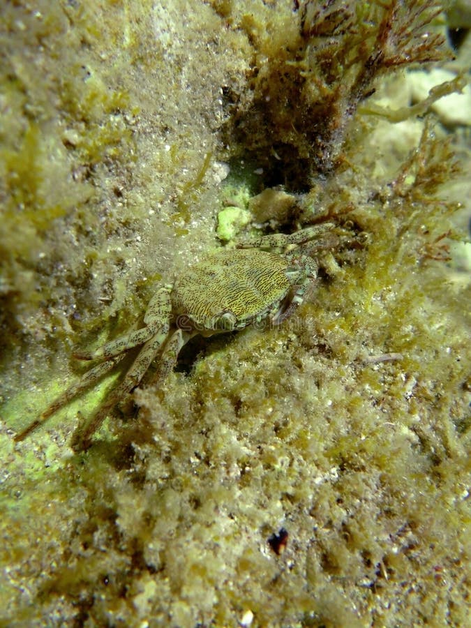 A soft shell crab stock photo. Image of clamp, sand, crustacean - 26514652