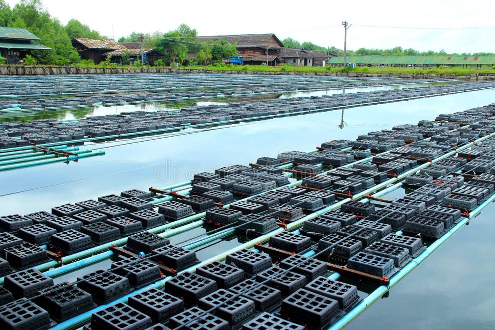 Soft Shell Crab Farming in Myanmar Stock Photo - Image of isolated ...