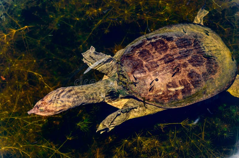 Soft shell turtle stock image. Image of self, shell, turtle - 78433441