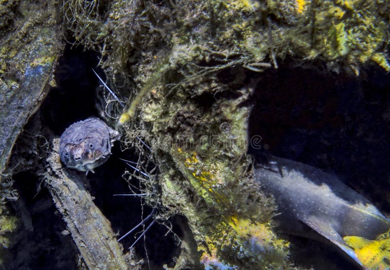 400 Dead Catfish Stock Photos - Free & Royalty-Free Stock Photos from ...