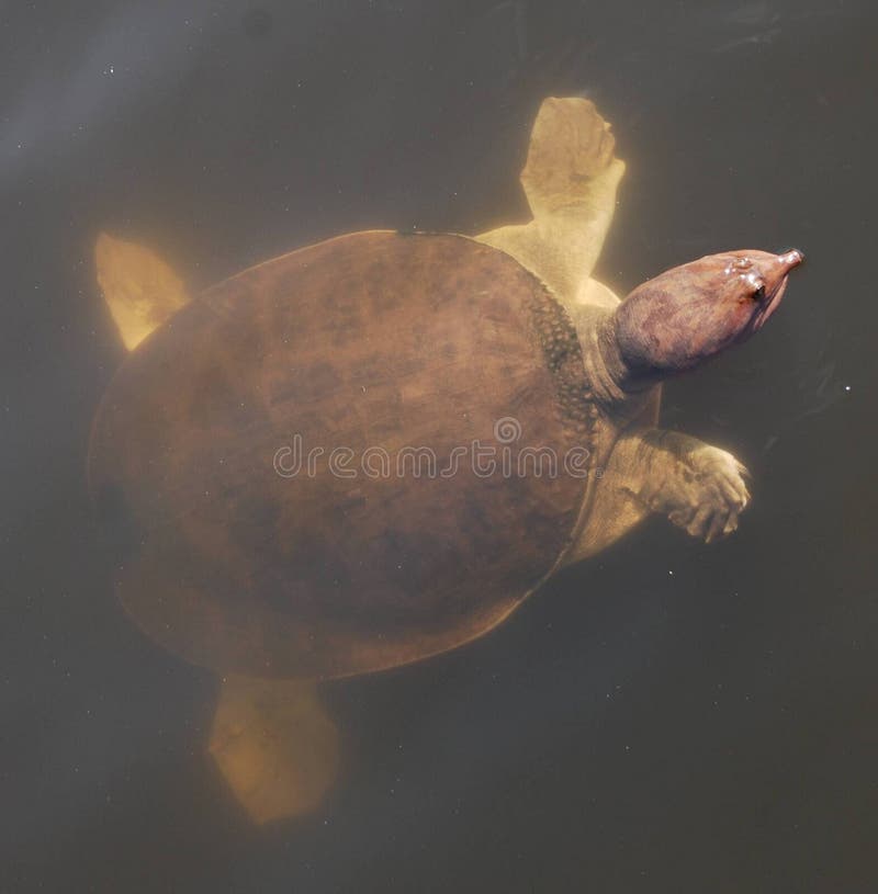 Soft Shell Turtle in the Florida Everglades Stock Photo - Image of ...