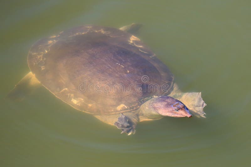 Soft Shell Turtle stock image. Image of shell, reptile - 62939497