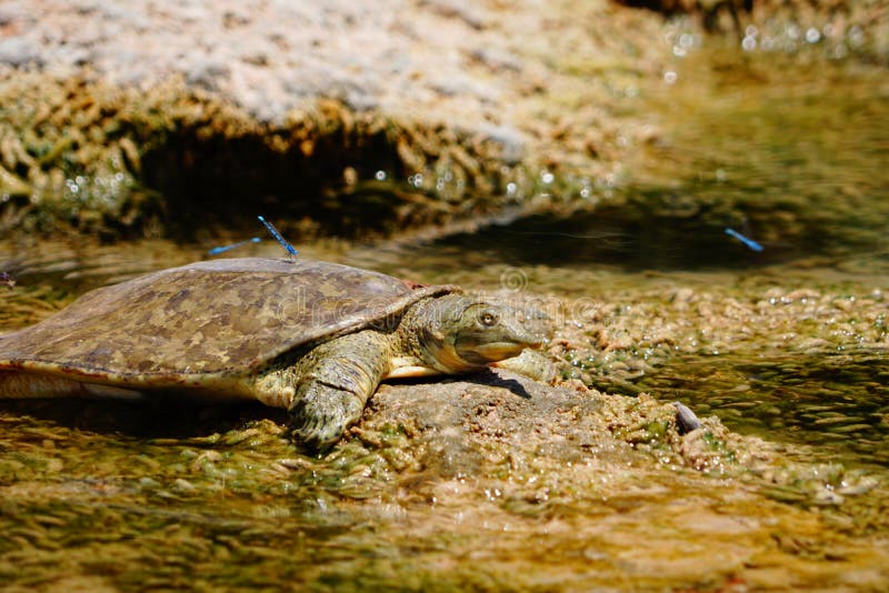 A Soft Shell Turtle on a Rock. Stock Photo - Image of lake, soft: 96197262