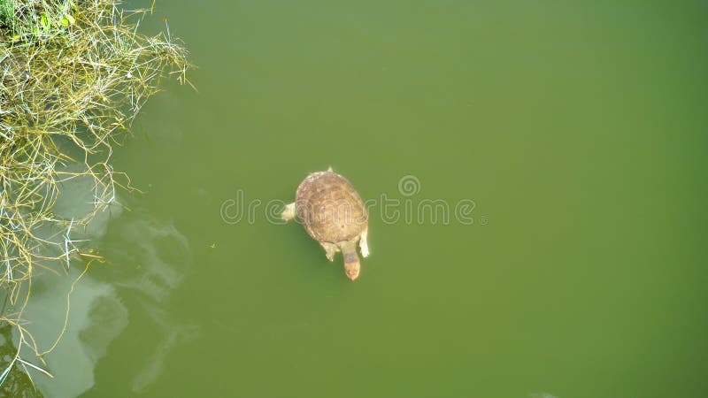 Soft Shell Turtle is Swim in a Pond Stock Footage - Video of feed ...