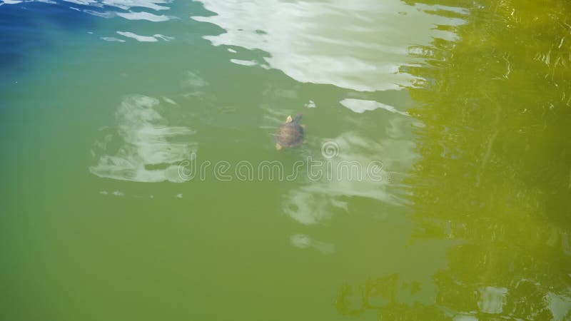 Soft Shell Turtle is Swim in a Pond Stock Footage - Video of green ...