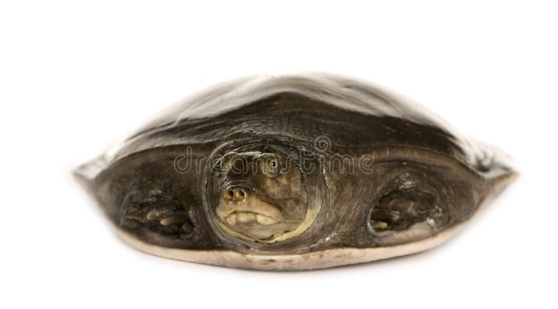 Front of a Turtles Shell Isolated Stock Image - Image of tortoise ...