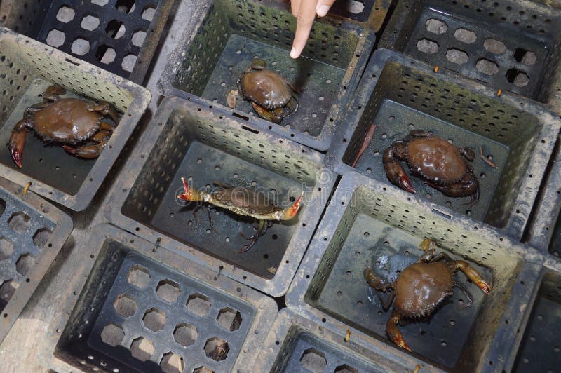 Soft-shelled crab fishing stock image. Image of flesh - 32882781