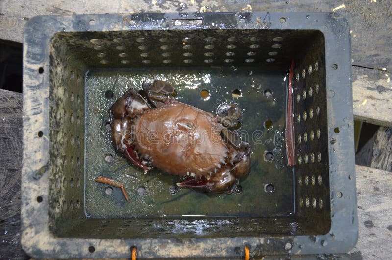 Soft-shelled crab fishing stock image. Image of black - 32884343