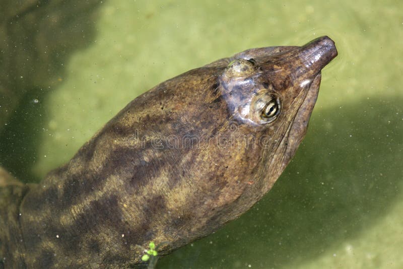 Soft-Shelled Tortoise stock image. Image of green, marine - 11338855