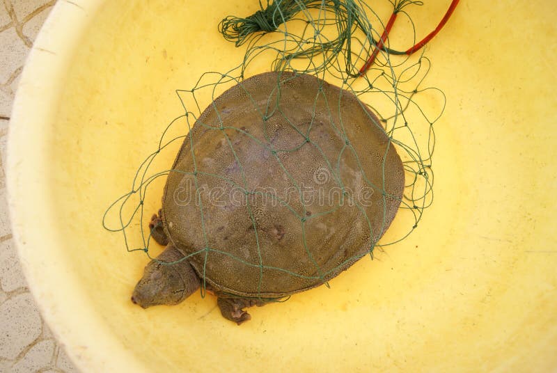 Soft-shelled turtle stock photo. Image of biology, aquarium - 13355484