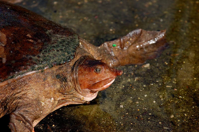 Soft Shelled Turtle stock photo. Image of head, shelled - 1741528