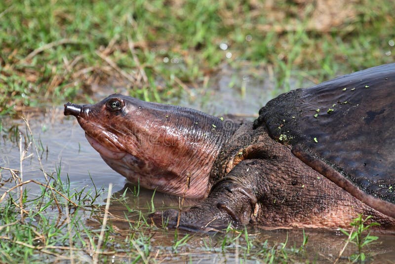 Soft-shelled Turtle stock image. Image of reptile, nature - 29332889