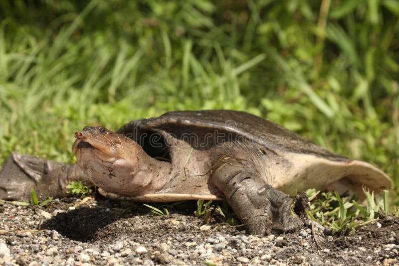 Soft Shelled Turtle, Also Called Florida Softshell Turtle Apalone Ferox ...