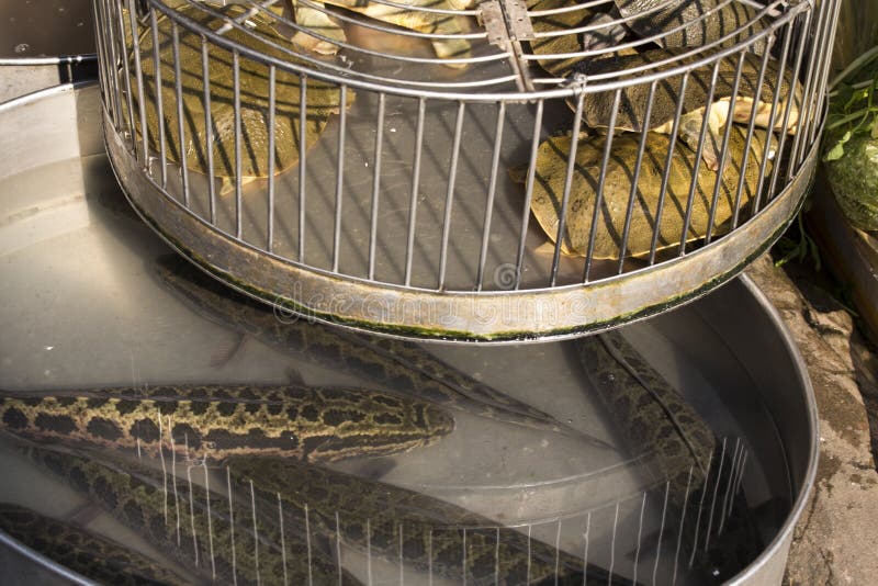 Soft-shelled Turtle at Fish Market Stock Photo - Image of foodstuff ...