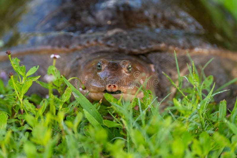 Soft Shelled Turtle in Grass and Clover Stock Photo - Image of animals ...