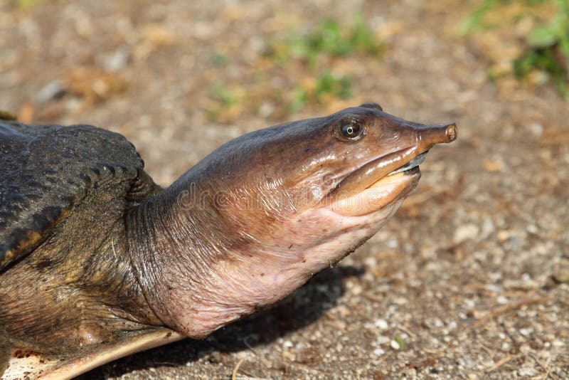 Soft-shelled Turtle stock photo. Image of water, herbivorous - 44285476