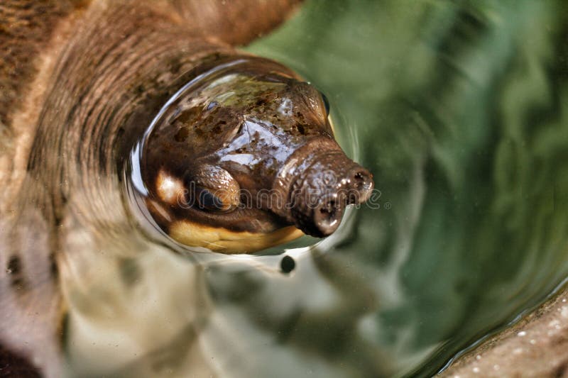 Red Eared Slider Turtle Trachemys Scripta Elegans on White Bac Stock ...