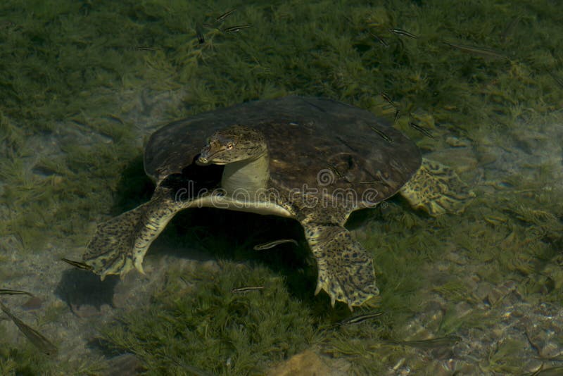 Soft-Shelled Turtle stock image. Image of shell, reptile - 34378655