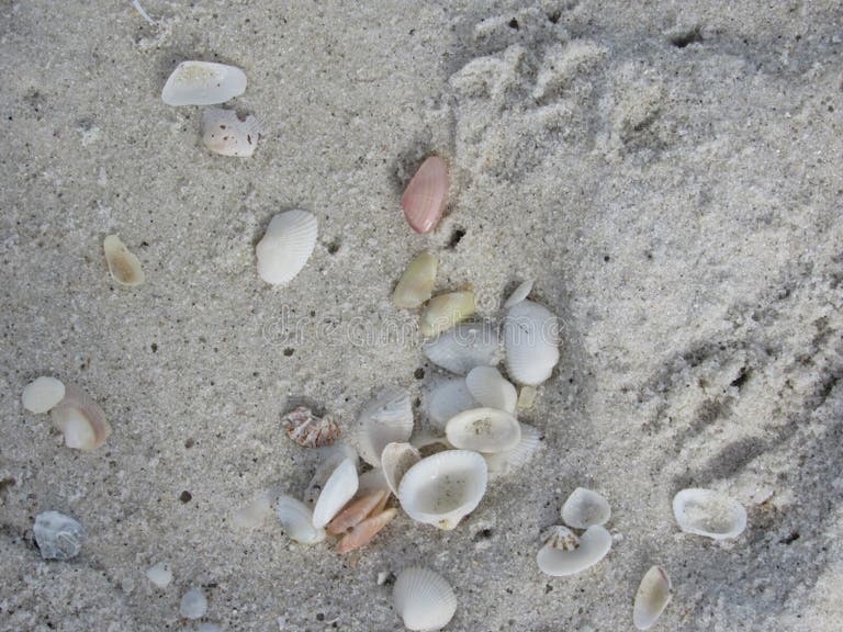 Soft shells stock photo. Image of lightly, soil, coral - 249213496