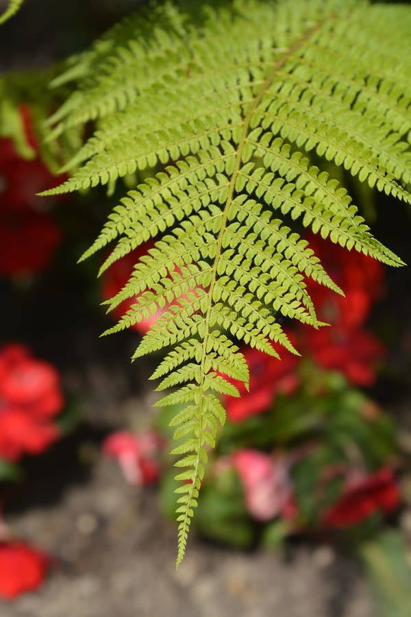 Soft shield-fern stock image. Image of garden, soft - 371936205