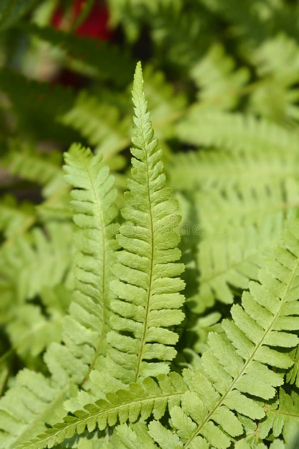 Soft shield-fern stock photo. Image of spring, name - 352065068