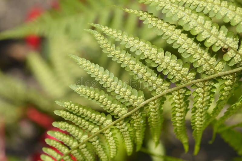 Soft shield-fern stock photo. Image of leaves, setiferum - 360169926