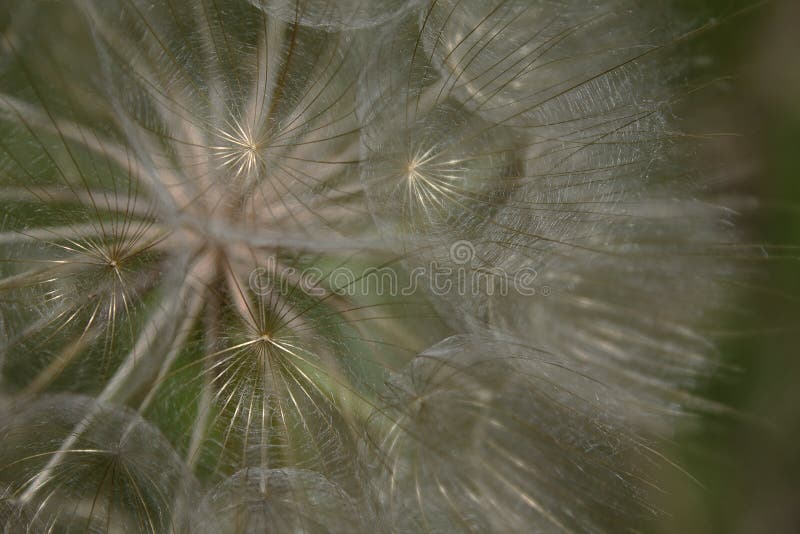 Soft and shiny stock photo. Image of plants, shiny, seed - 74387734