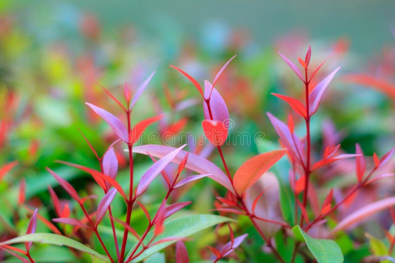 Soft Shoots and Red Young Leaves of Trees. Stock Image - Image of flora ...