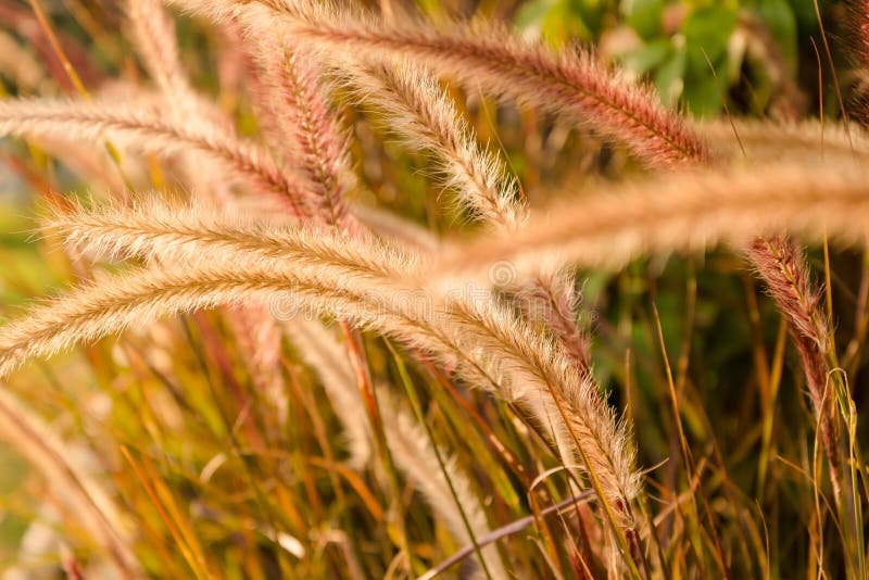 Soft Shot of Setaria Grass in Sunlight,worm Tone Image. Stock Image ...