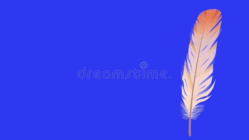 Soft Silky Feathers Isolated with Copy Space for Text and Advertisement ...