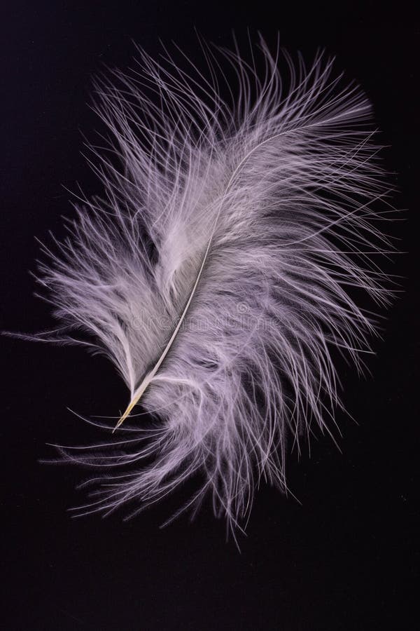 Soft Single White Feather Isolated on Black Background Stock Photo ...