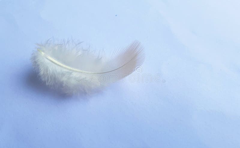 Soft Small Feather or Down from Bird Stock Image - Image of blue, birds ...