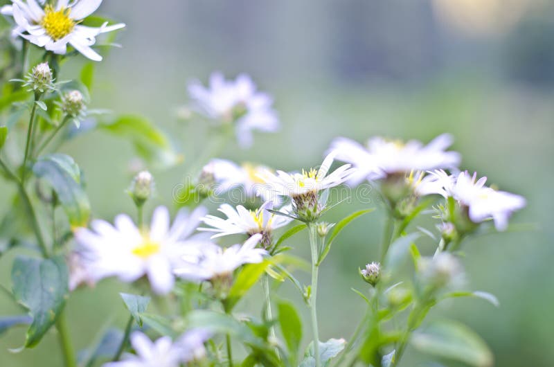 Soft small flowers stock image. Image of background, nature - 95282605