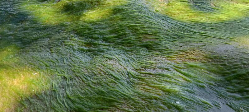 Soft and Smooth Green Moss Texture Stock Image - Image of branch ...