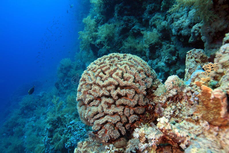 Soft and Solid Coral Garden Stock Photo - Image of marine, flora: 28164144