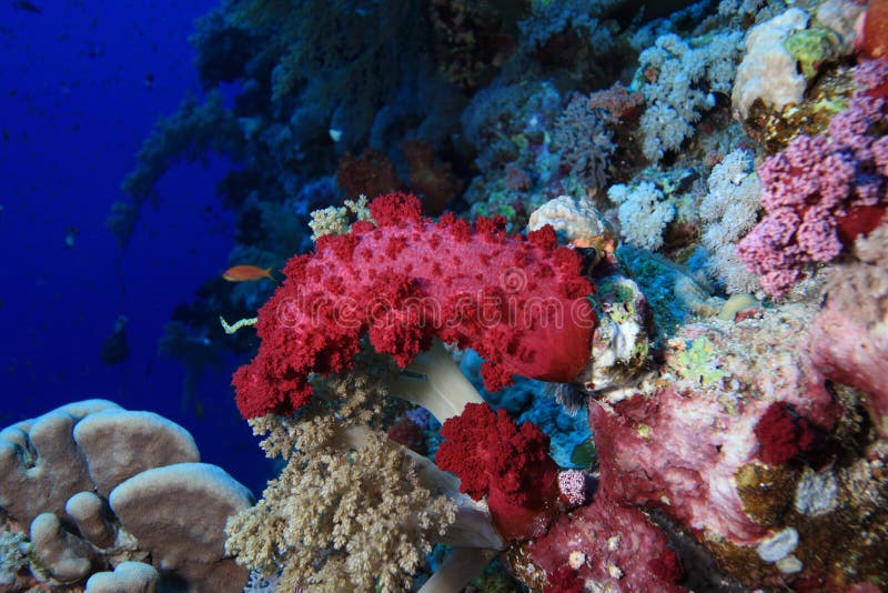 Soft and Solid Coral Garden Stock Photo - Image of dive, flora: 28164146
