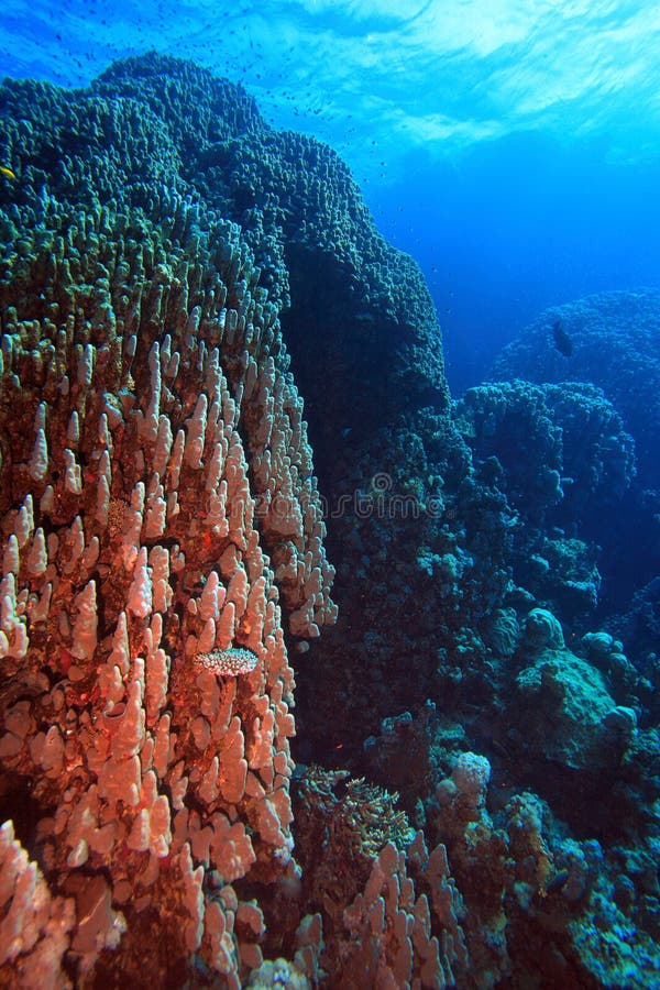 Soft and Solid Coral Garden Stock Photo - Image of dive, garden: 28164196