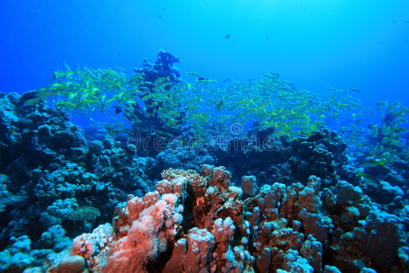 Soft and Solid Coral Garden Stock Photo - Image of underwater, marine ...