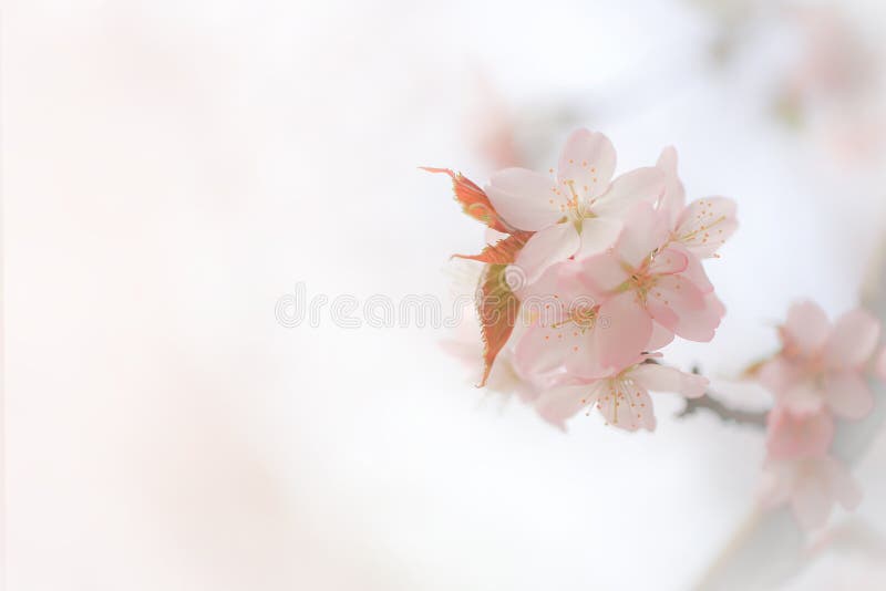Soft Spring Background, Blur. Blossoming Branches of Cherry Sakura ...