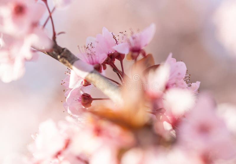 Soft Spring Cherry Flowers Background Stock Photo - Image of valentine ...