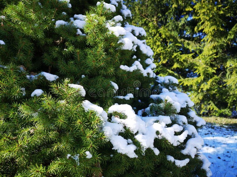 Soft Spring Snow in the Garden Stock Image - Image of branches, winter ...