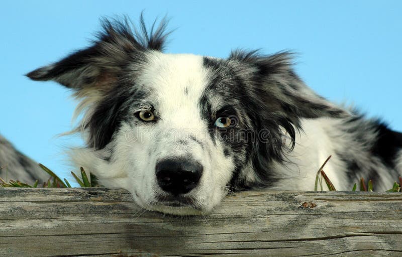 Soft Stare stock photo. Image of border, canine, headshot - 8414690