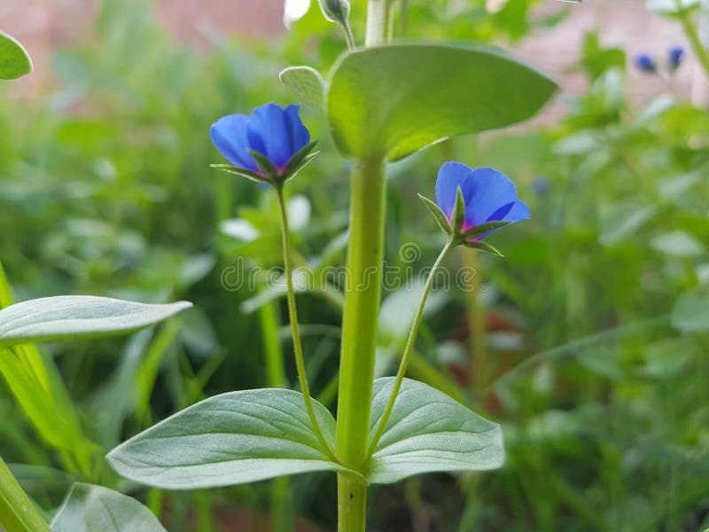 Soft Stem with Flowers and Leaves Stock Photo - Image of produce, lawn ...