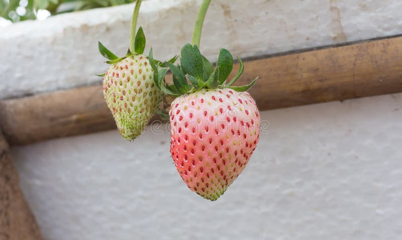 Strawberry Fresh Berries and Leaves. Stock Image - Image of berry, leaf ...