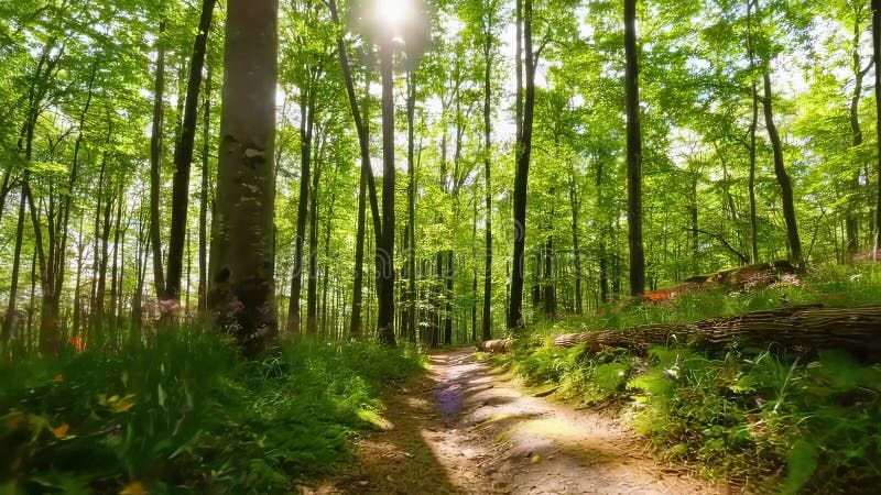 Soft Sunlight Filtering through Forest Canopy, Dappled Light Casting ...
