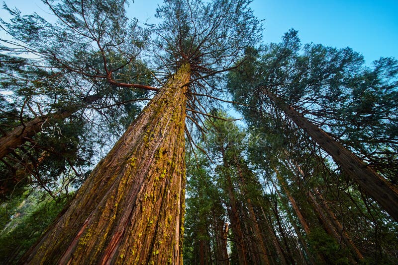 Soft Sunlight Hitting Giant Tree Trunk of Pine Tree in Forest Stock ...