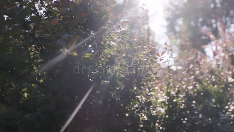 Soft Sunlight Shines through the Trees. Idyllic Environment, Ecotourism ...